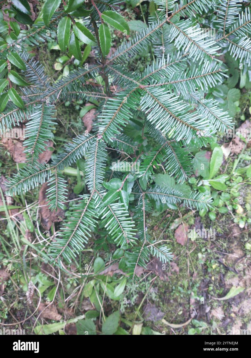 grand fir (Abies grandis Stock Photo - Alamy