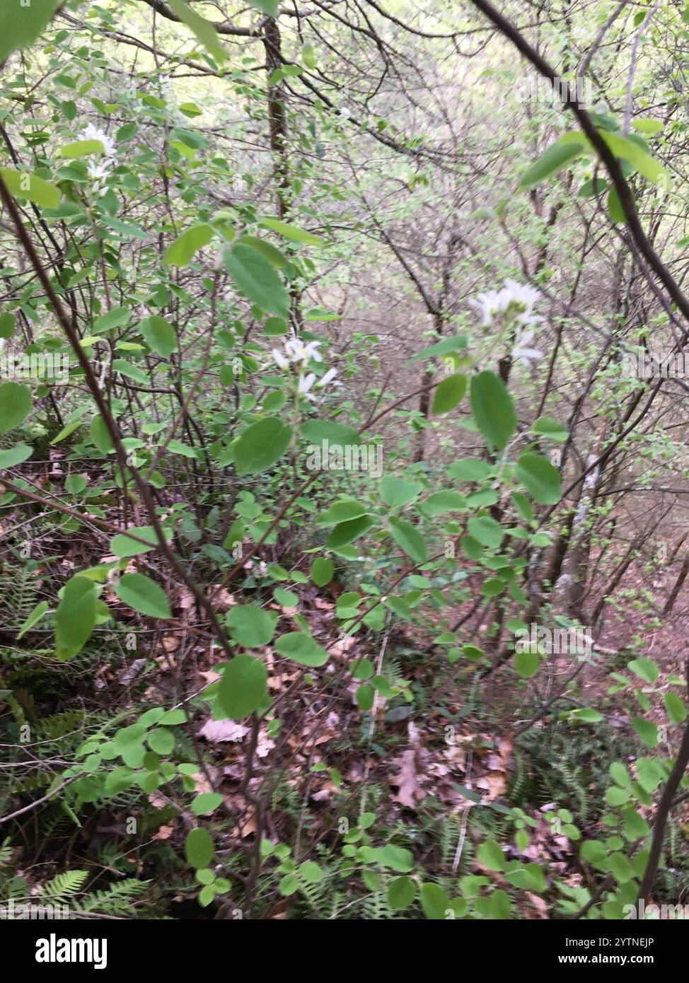 Serviceberries hi-res stock photography and images - Alamy