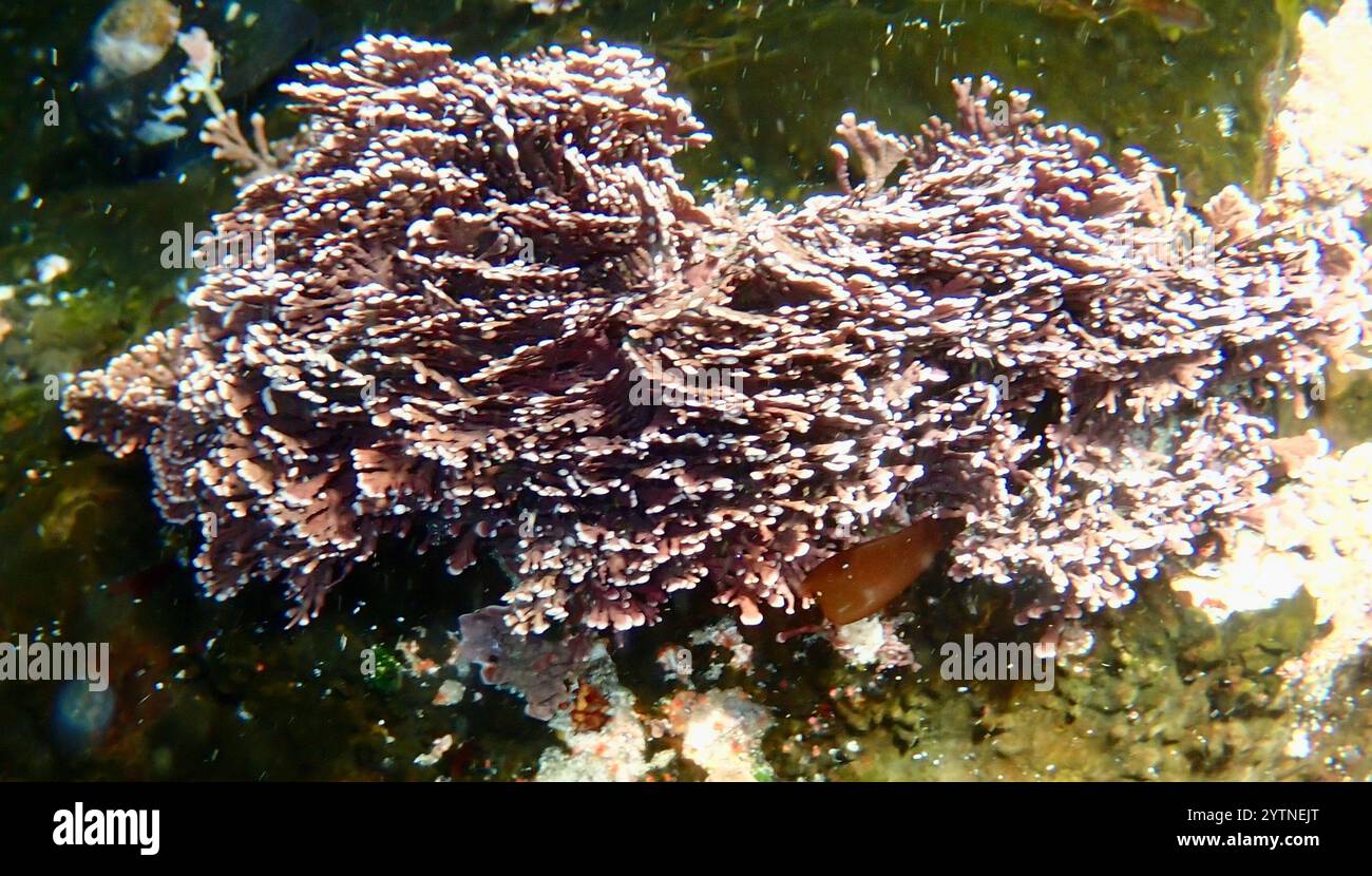 coralline algae (Corallinaceae Stock Photo - Alamy