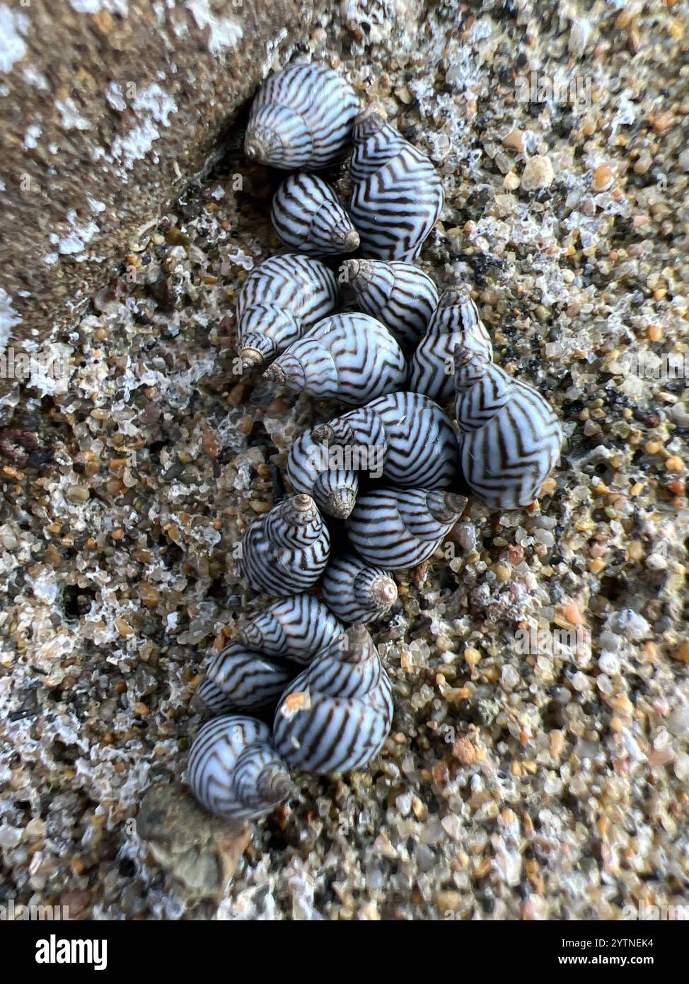 Zebra Periwinkle (Echinolittorina ziczac Stock Photo - Alamy