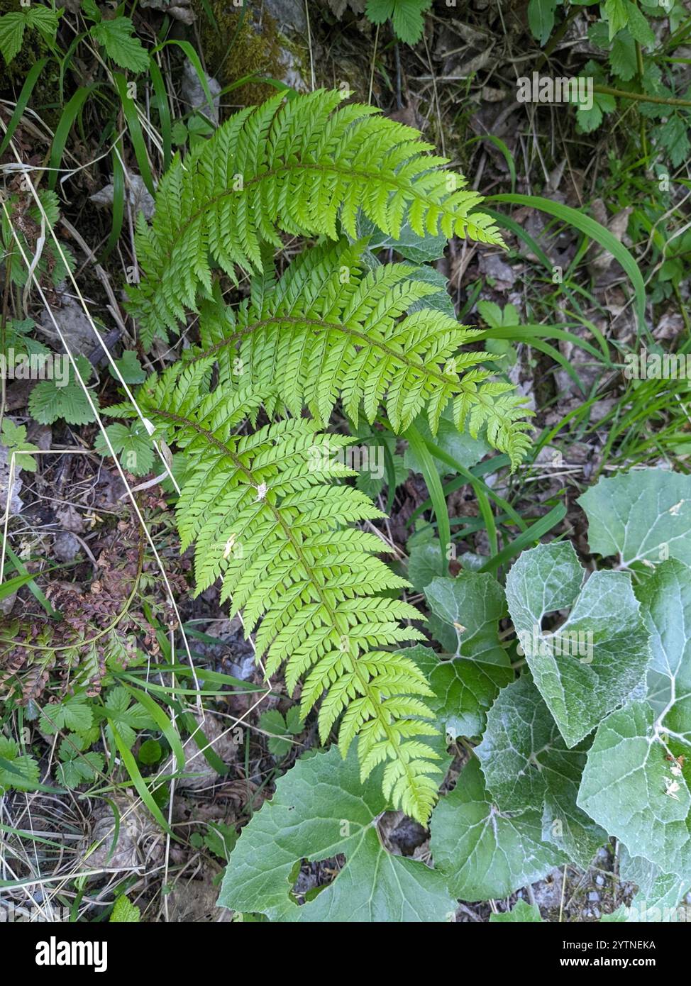 hard shield fern (Polystichum aculeatum Stock Photo - Alamy