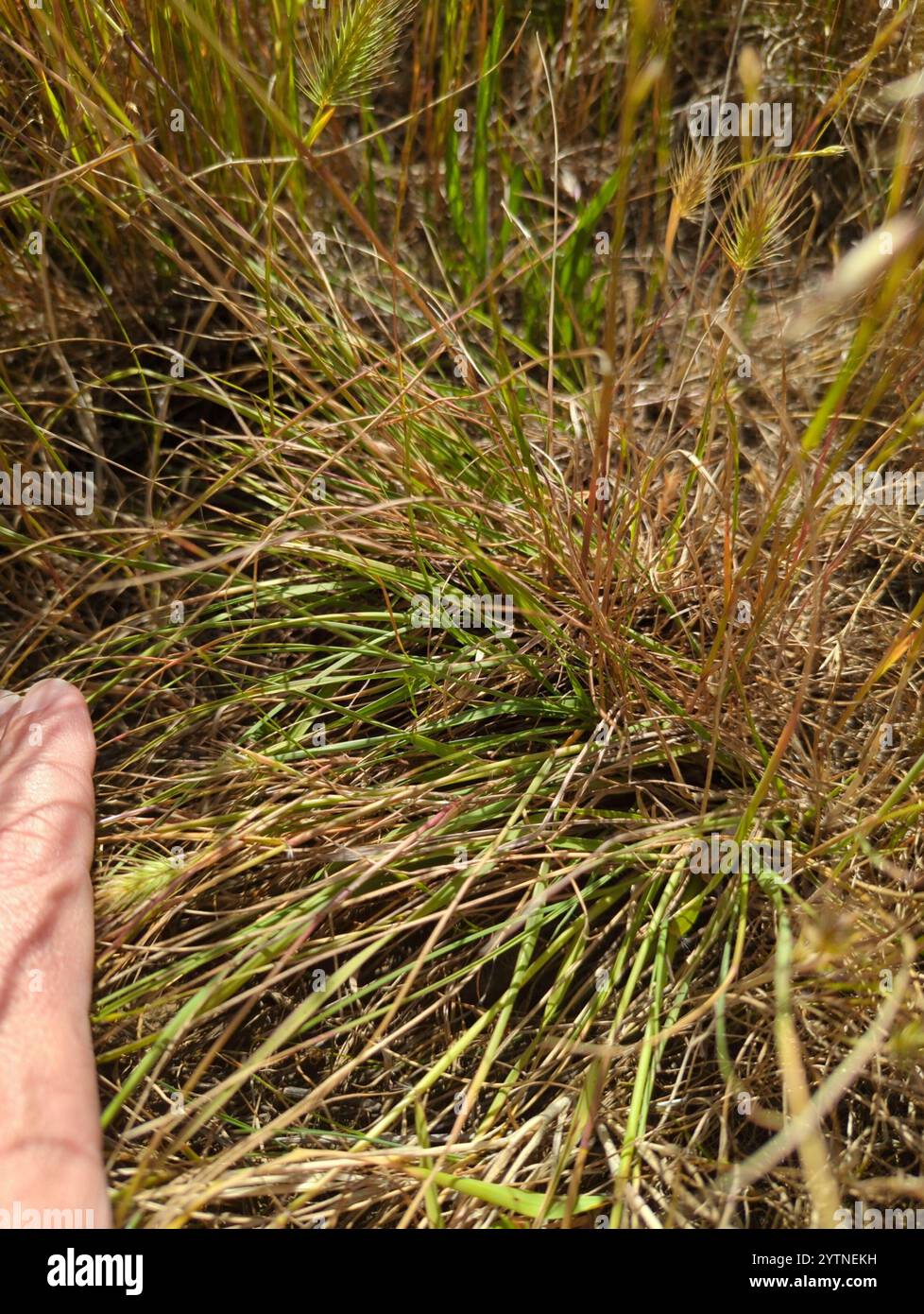 California oatgrass (Danthonia californica Stock Photo - Alamy