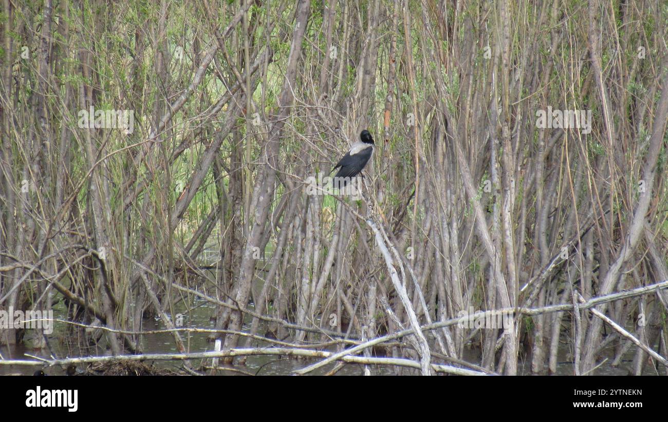 Hooded Crow (Corvus cornix Stock Photo - Alamy