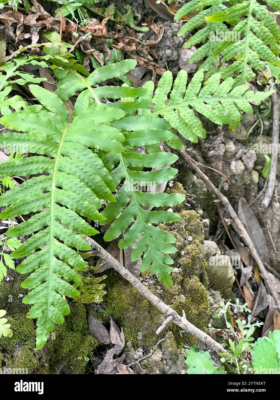 California Polypody (Polypodium californicum Stock Photo - Alamy