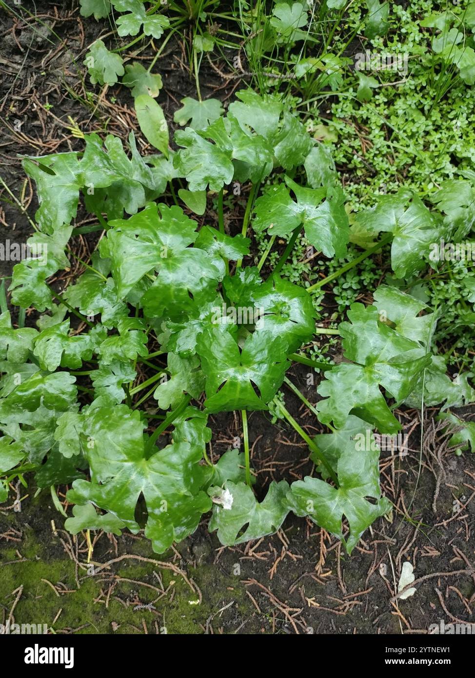 cursed crowfoot (Ranunculus sceleratus Stock Photo - Alamy