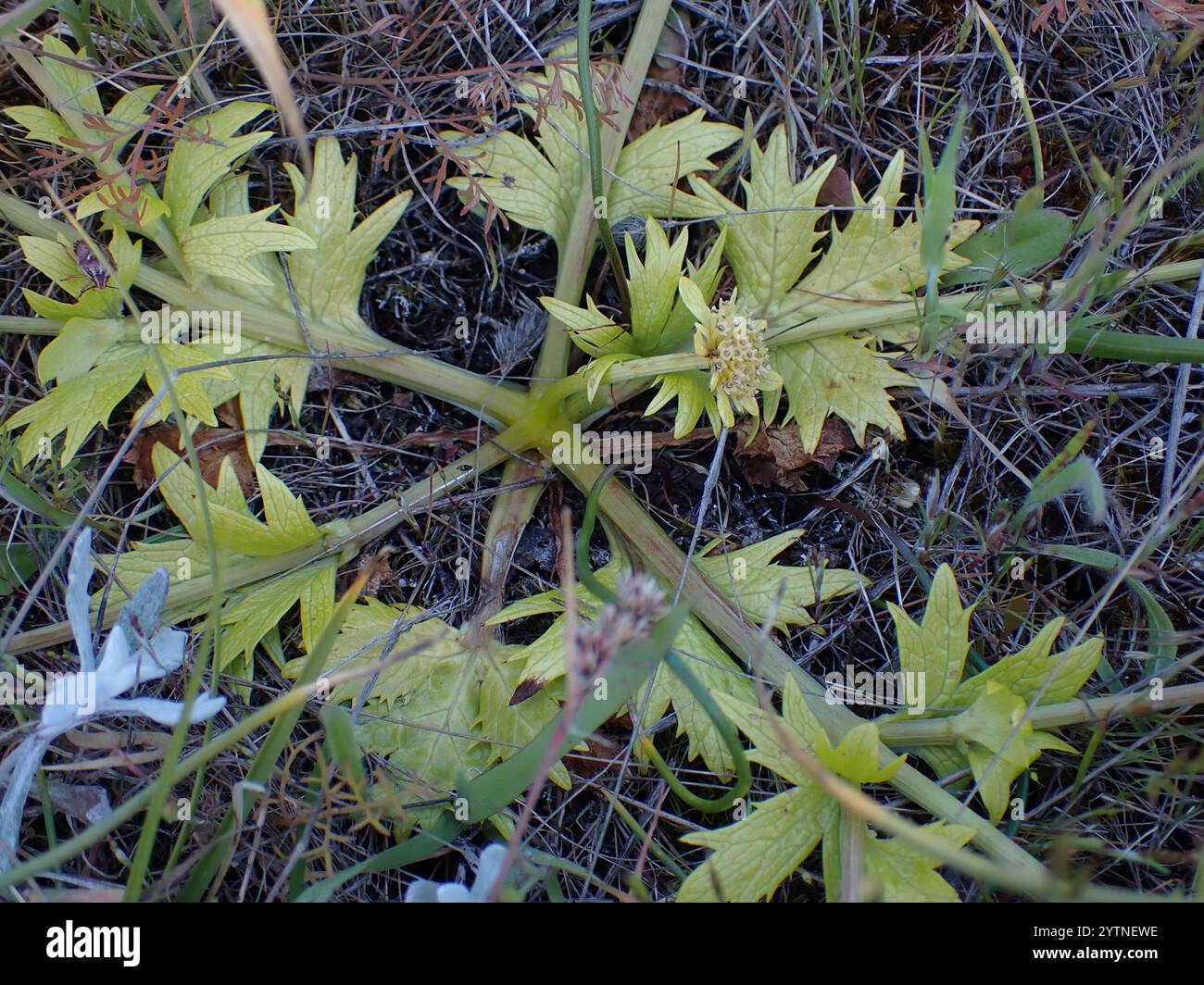 Footsteps of spring (Sanicula arctopoides Stock Photo - Alamy