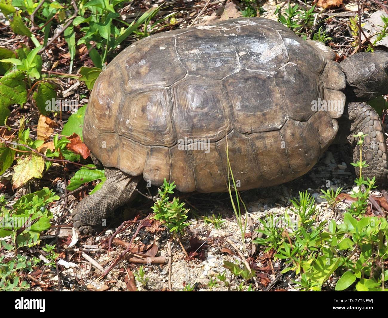 Gopher Tortoise (Gopherus polyphemus Stock Photo - Alamy