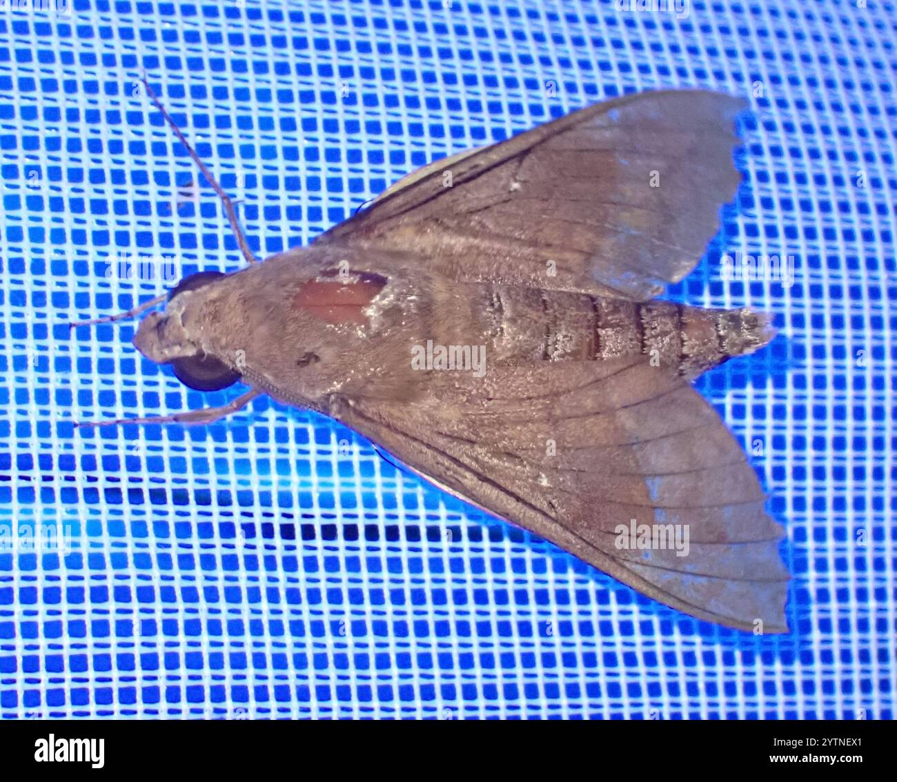 Nephele comma hi-res stock photography and images - Alamy