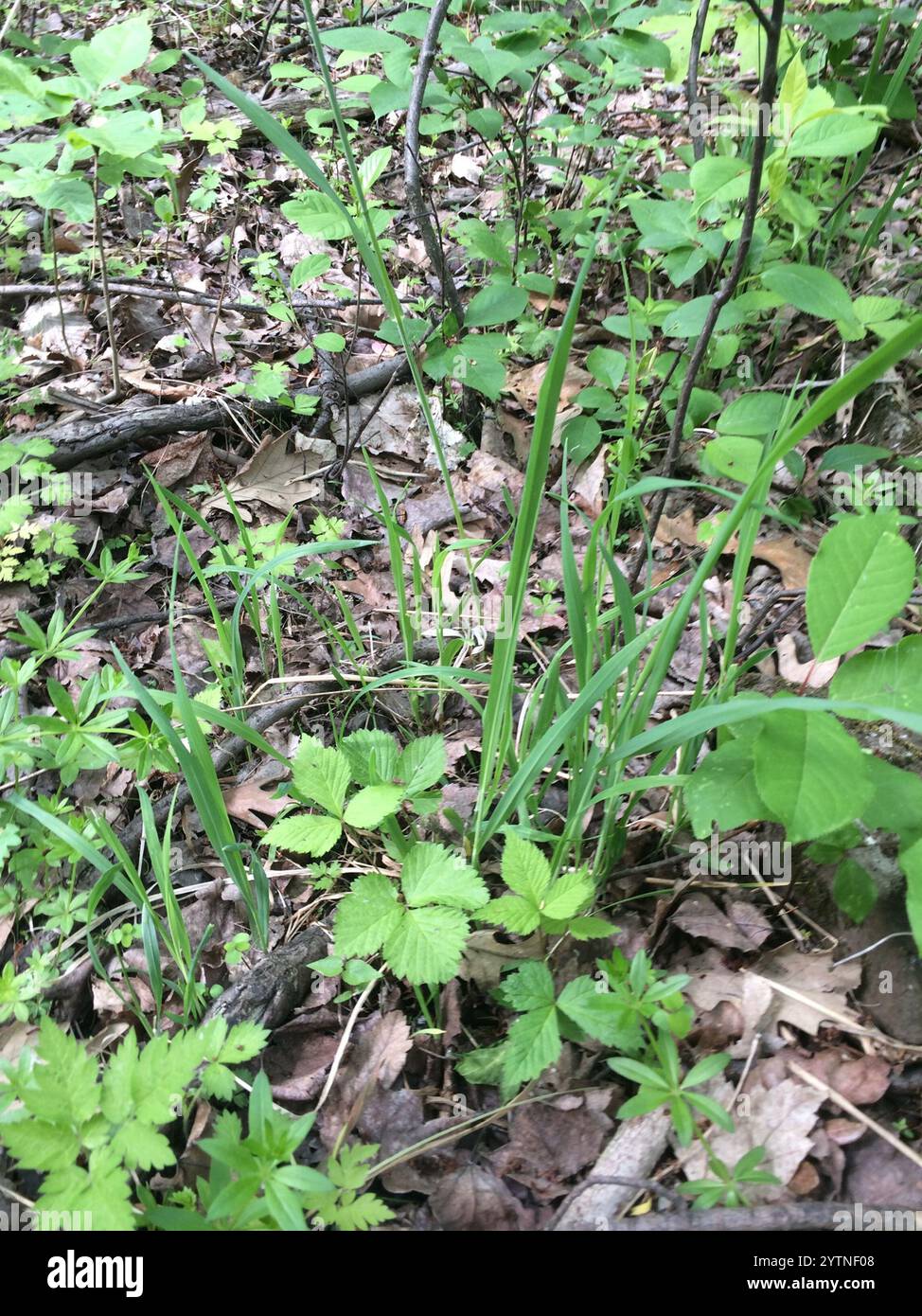 dwarf raspberry (Rubus pubescens Stock Photo - Alamy