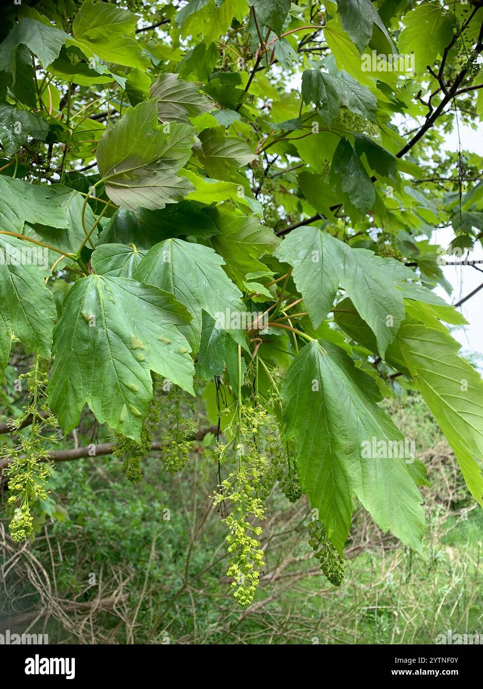 sycamore maple (Acer pseudoplatanus Stock Photo - Alamy