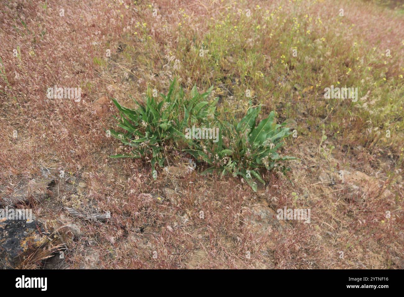 Northern wyethia hi-res stock photography and images - Alamy