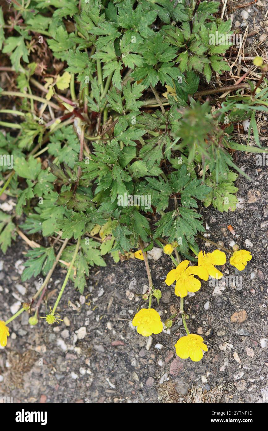 Creeping buttercup (Ranunculus repens Stock Photo - Alamy