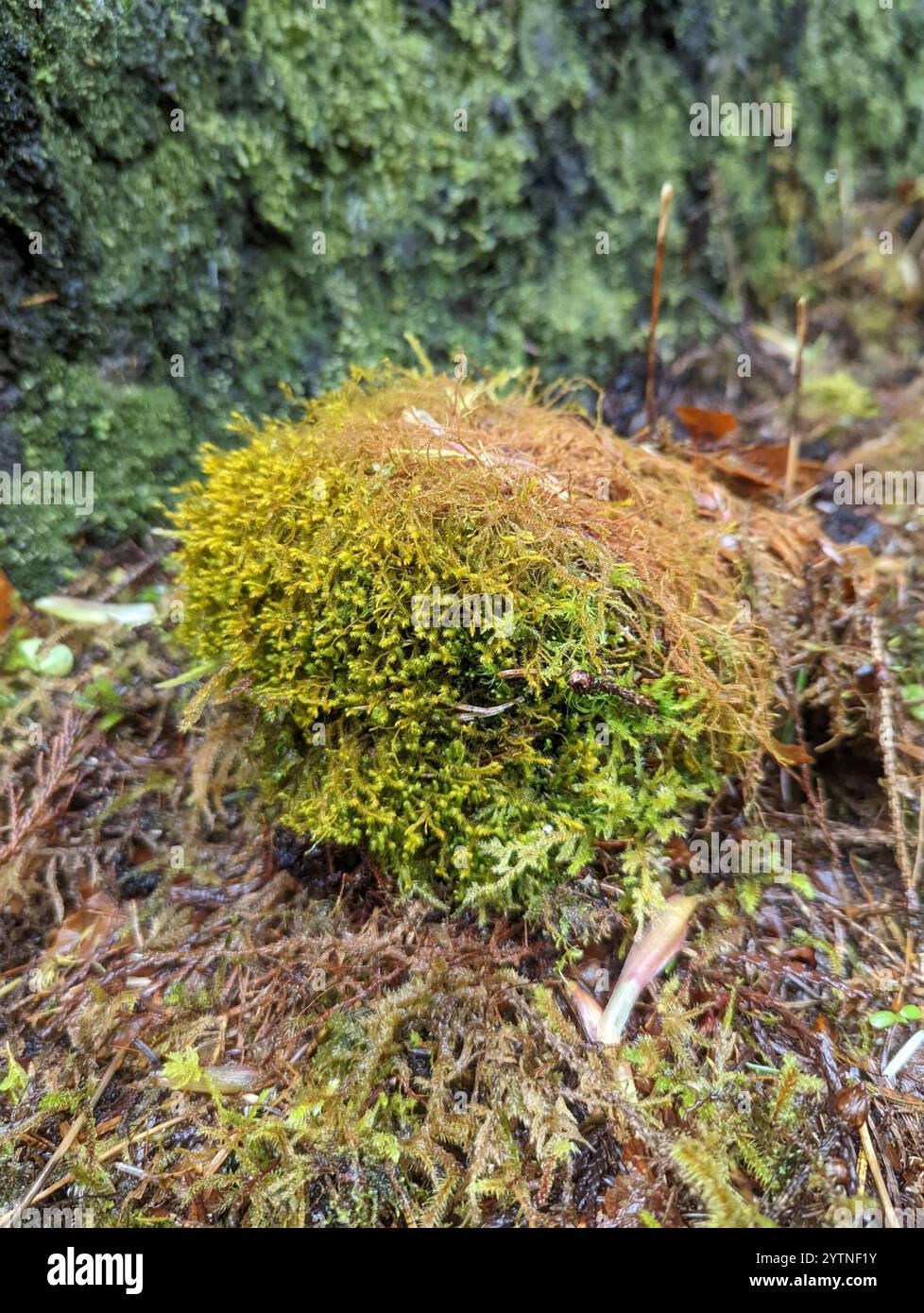 Bent Scissor-leaved Liverwort (Herbertus aduncus Stock Photo - Alamy