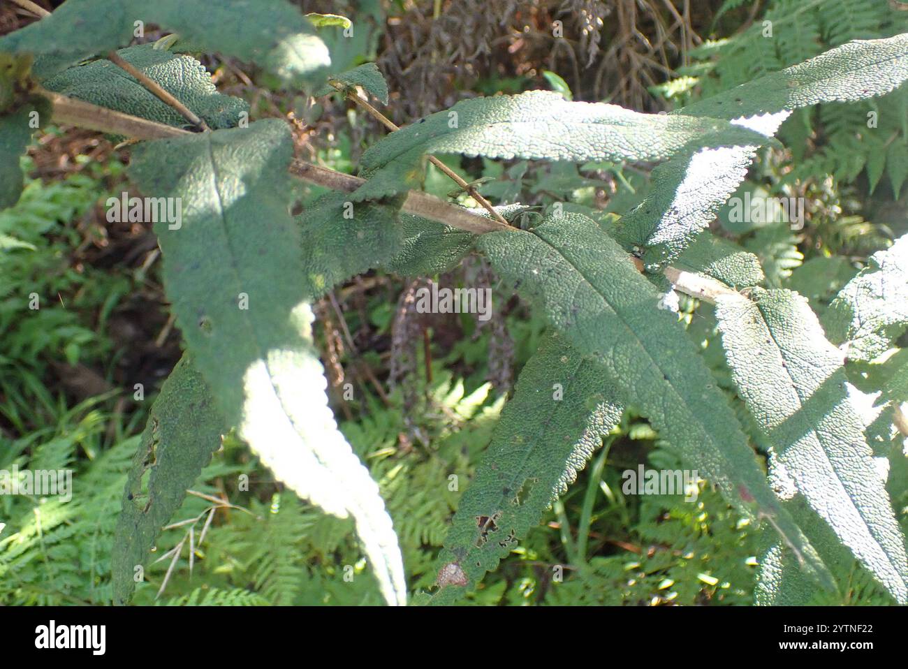Sagewood (Buddleja salviifolia Stock Photo - Alamy