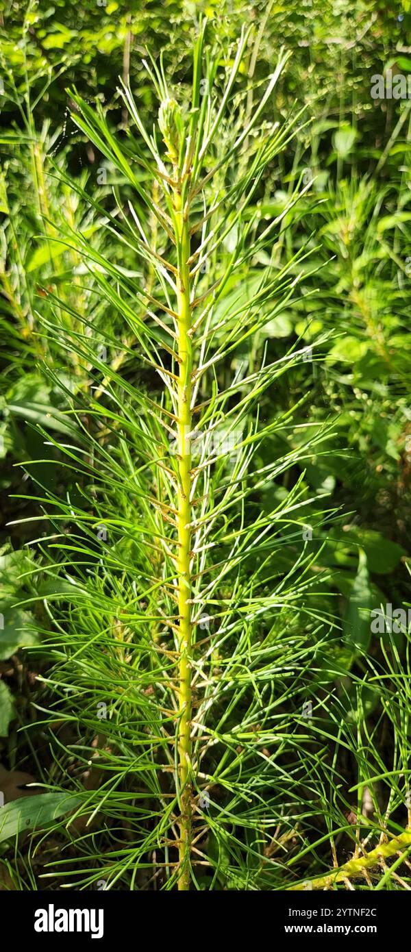 spruce pine (Pinus glabra Stock Photo - Alamy