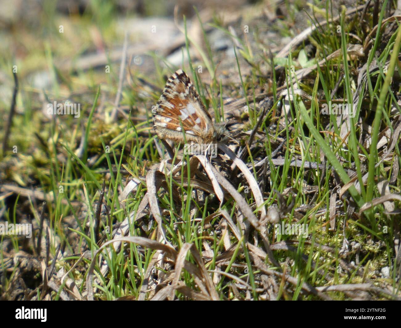 Southern Grizzled Skipper (Pyrgus malvoides Stock Photo - Alamy