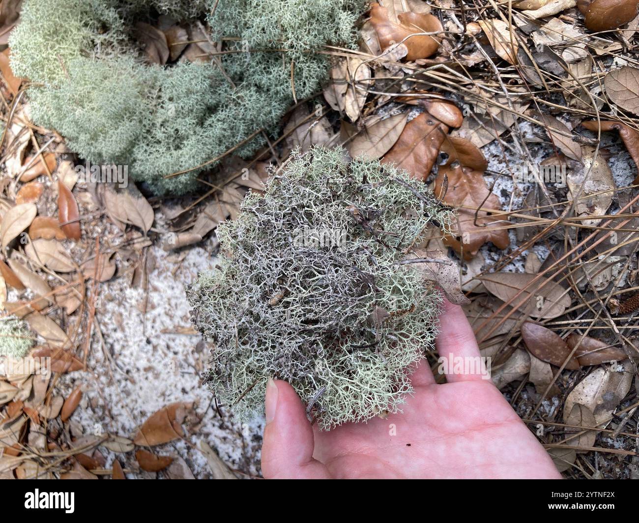 pixie cup and reindeer lichens (Cladonia Stock Photo - Alamy