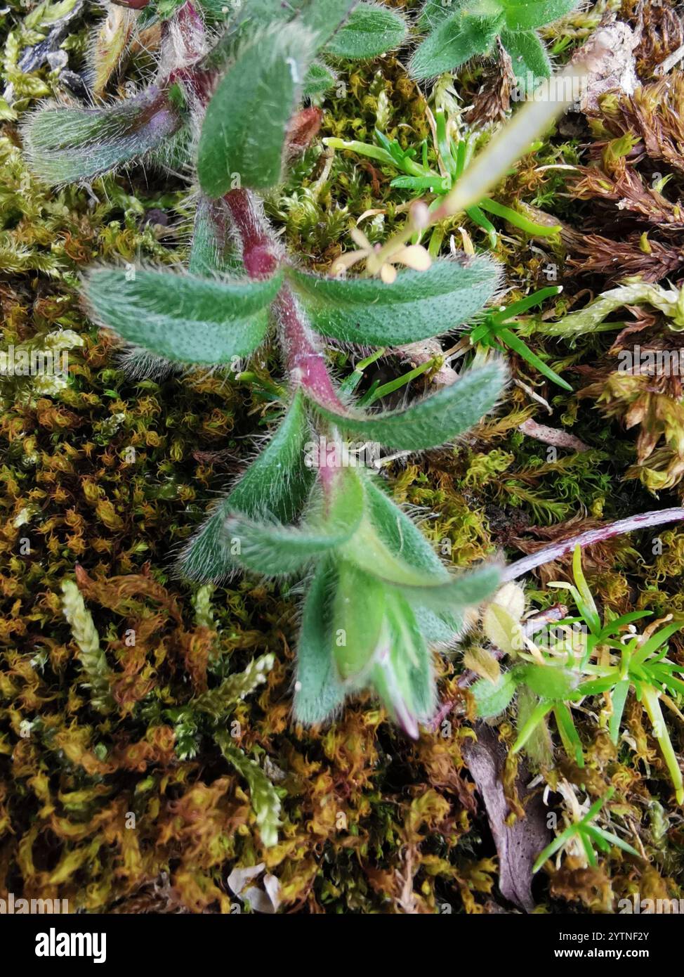 Common mouse-ear chickweed (Cerastium fontanum Stock Photo - Alamy
