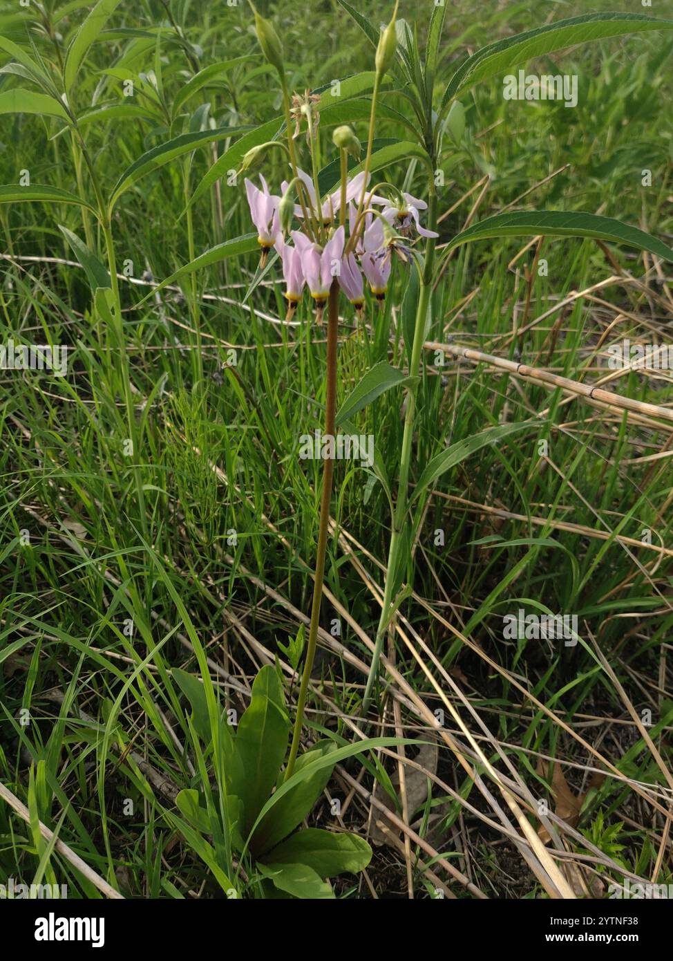 eastern shooting star (Primula meadia Stock Photo - Alamy