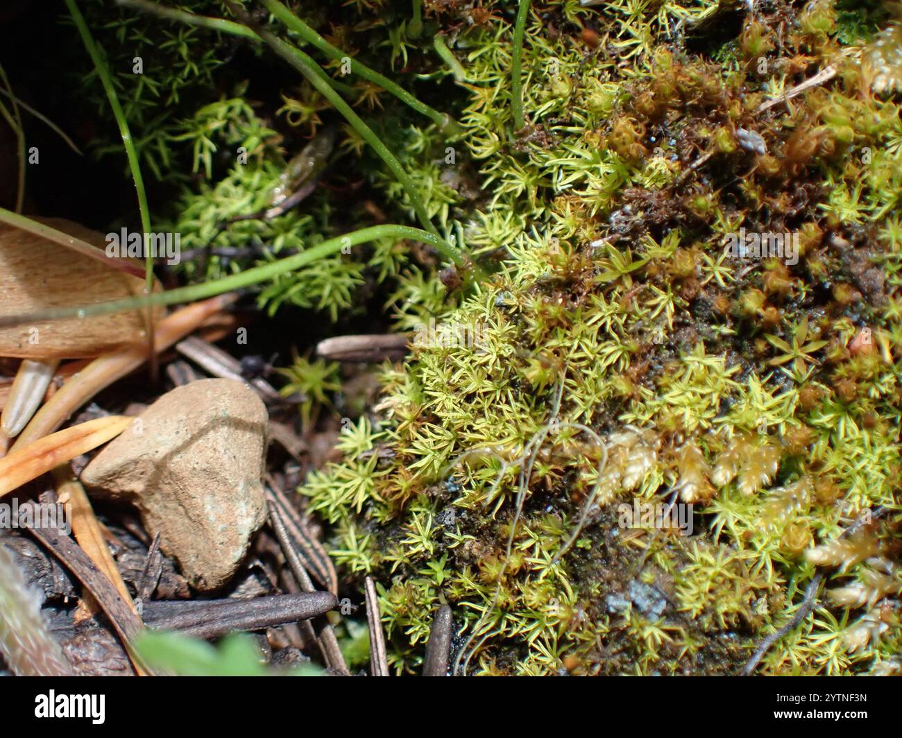 Green-tufted Stubble Moss (Weissia controversa Stock Photo - Alamy