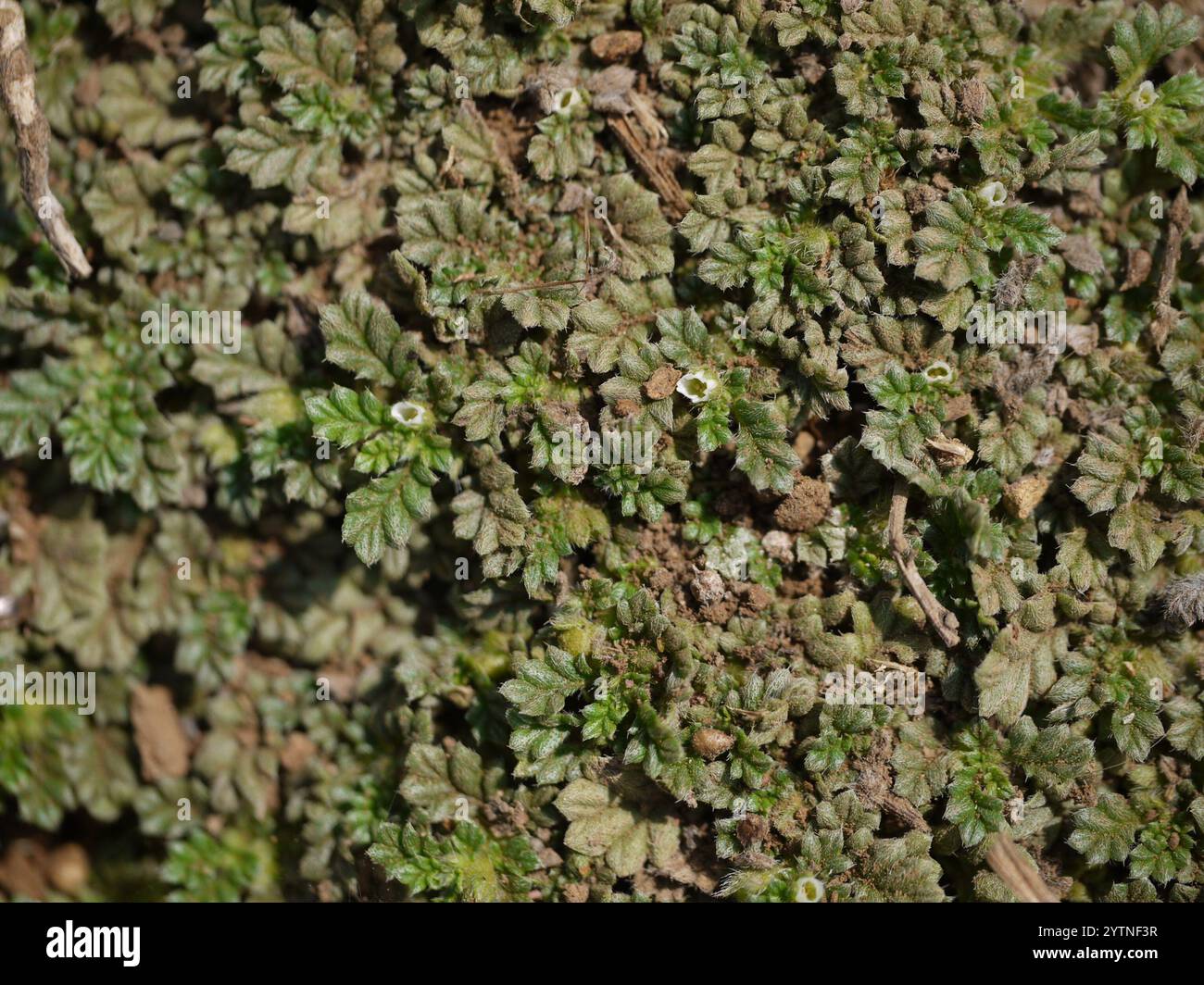 Coldenia hi-res stock photography and images - Alamy