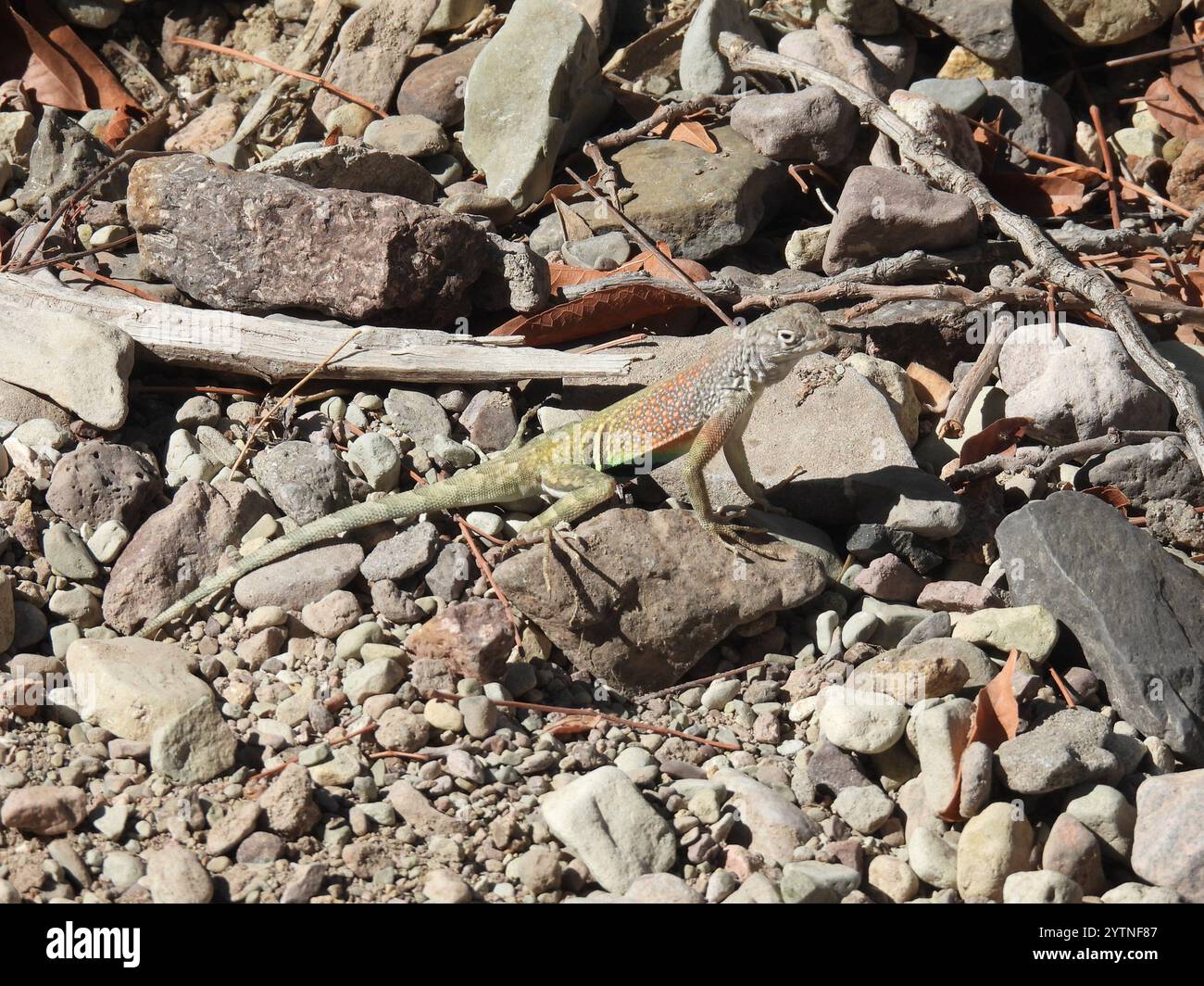Greater Earless Lizard (Cophosaurus texanus Stock Photo - Alamy