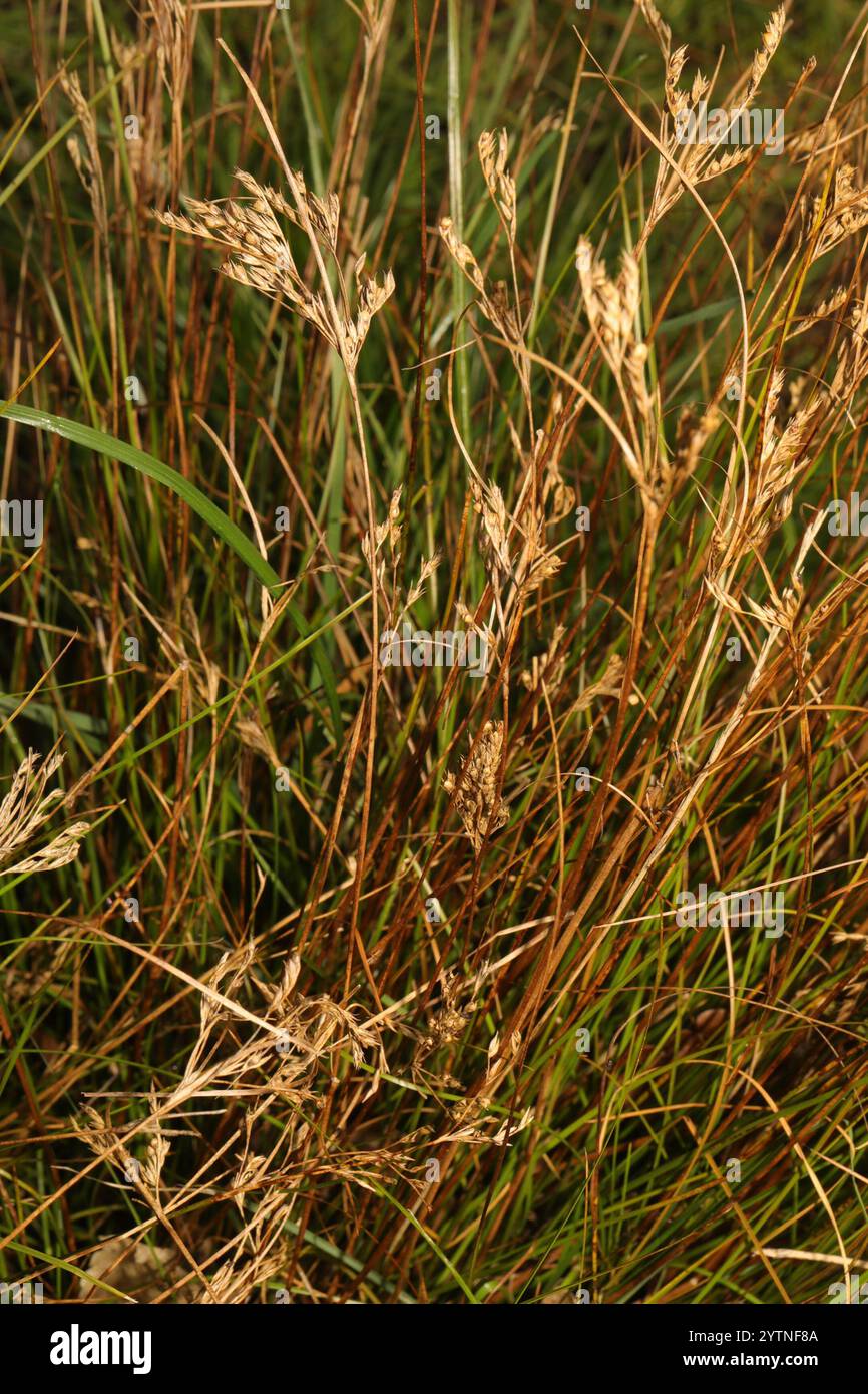 Hard Rush (Juncus inflexus Stock Photo - Alamy