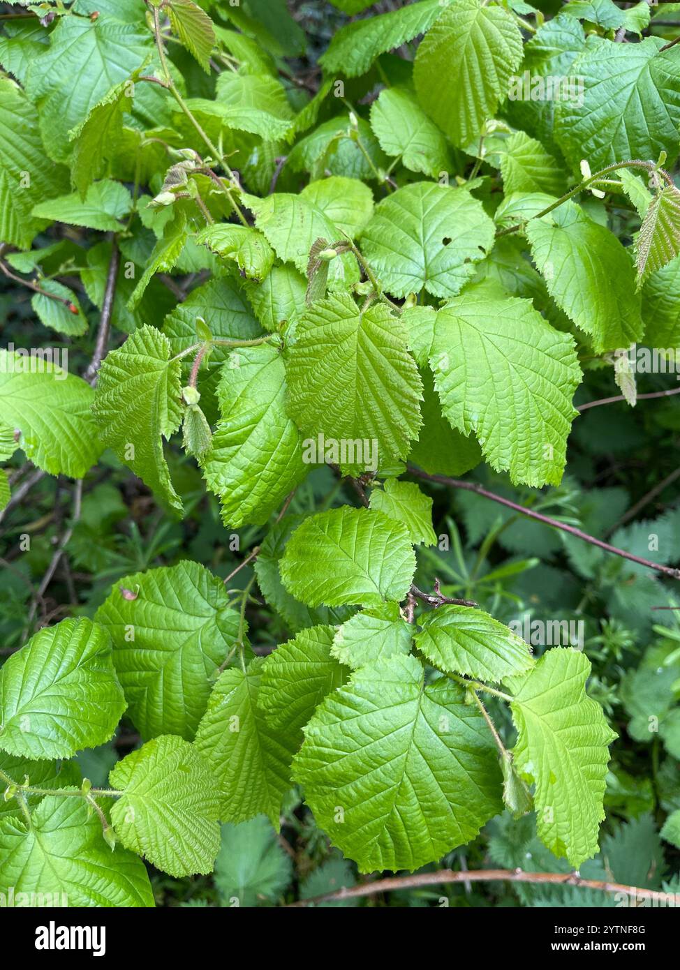 common hazel (Corylus avellana Stock Photo - Alamy