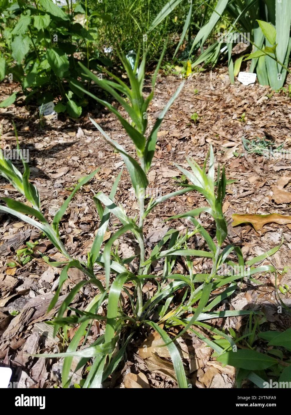 Narrowleaf silkgrass hi-res stock photography and images - Alamy