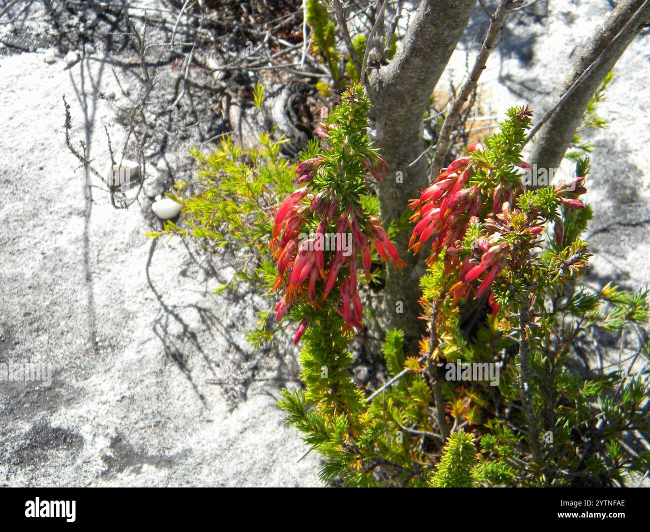 Red Hanging Heath (Erica coccinea coccinea Stock Photo - Alamy
