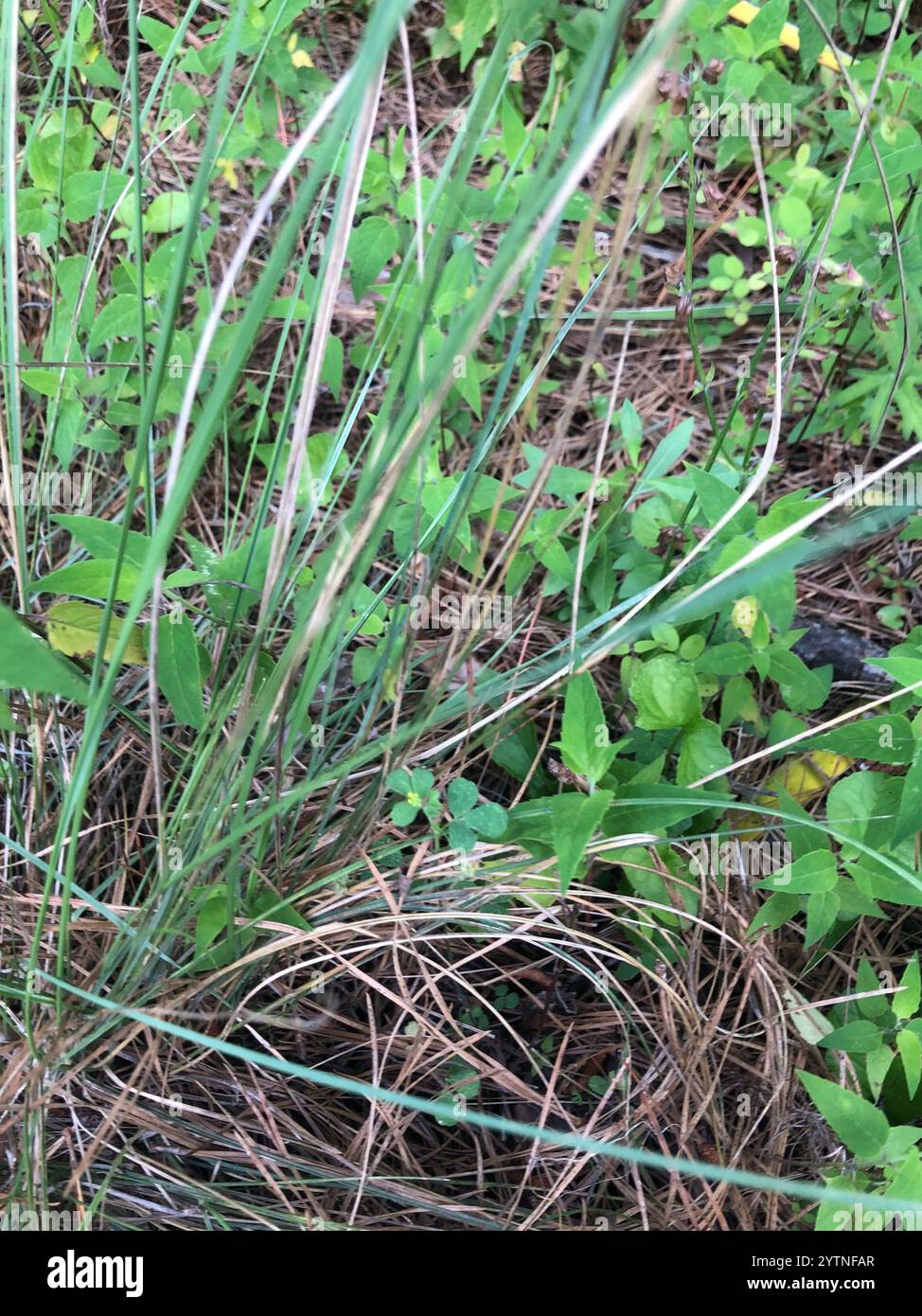 Hairawn Muhly (Muhlenbergia capillaris Stock Photo - Alamy