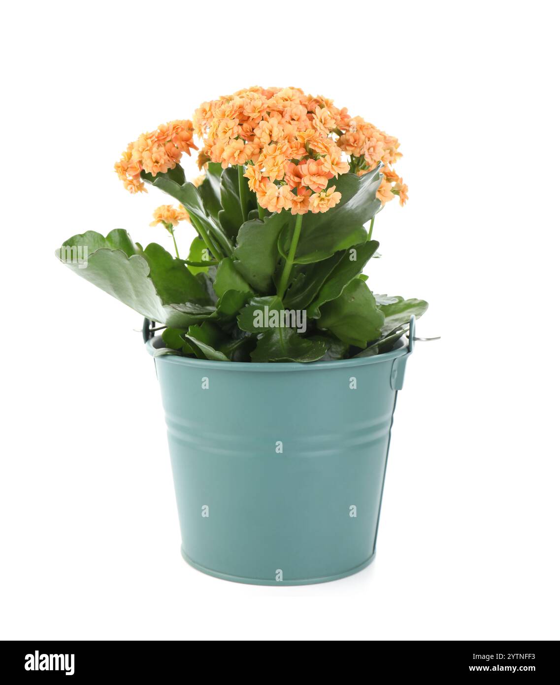 One beautiful potted kalanchoe flower isolated on white Stock Photo - Alamy