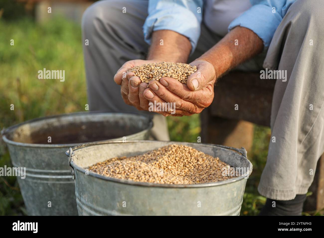 Farmer man holding wheat grains hi-res stock photography and images - Alamy