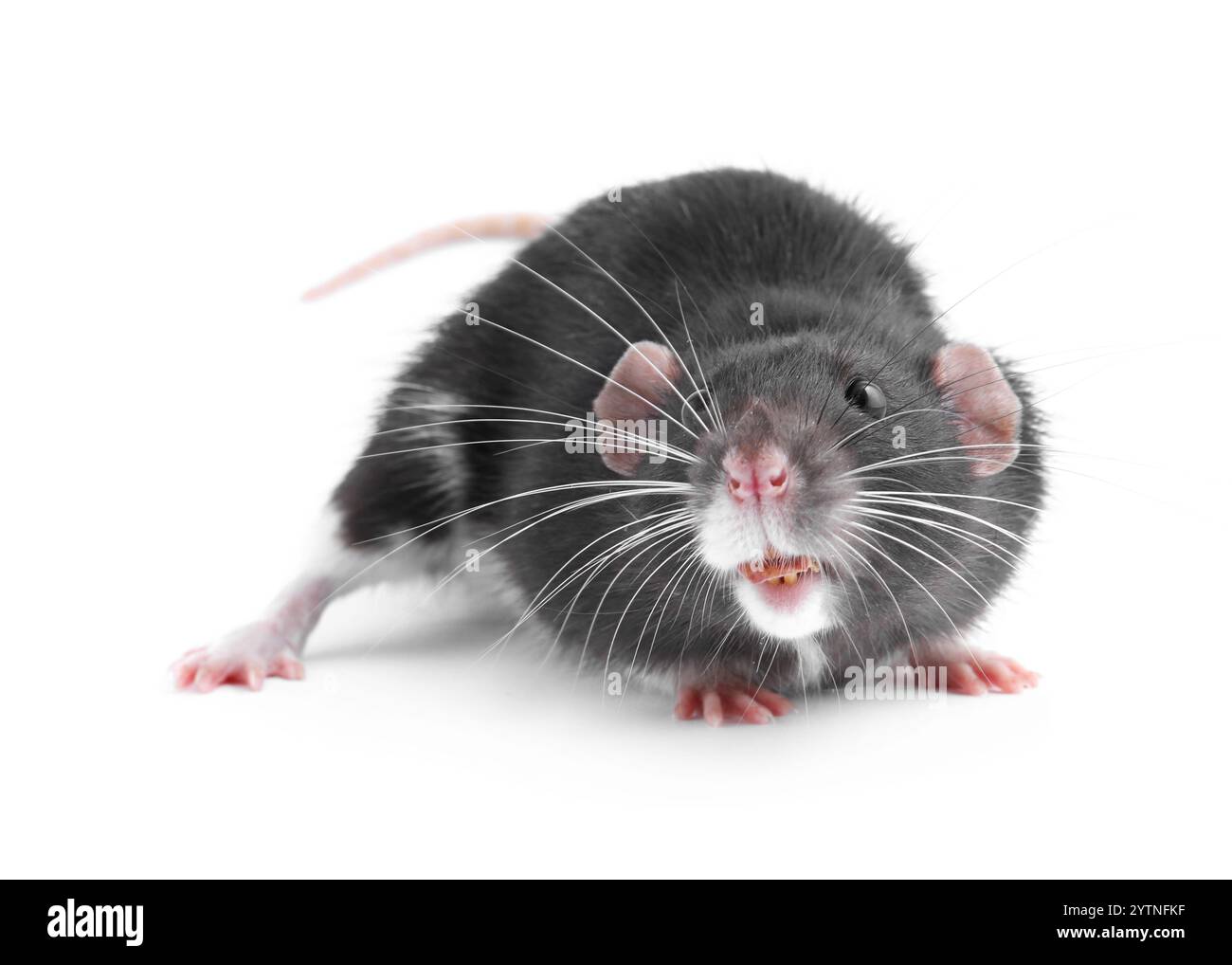 One cute small rat on white background Stock Photo - Alamy