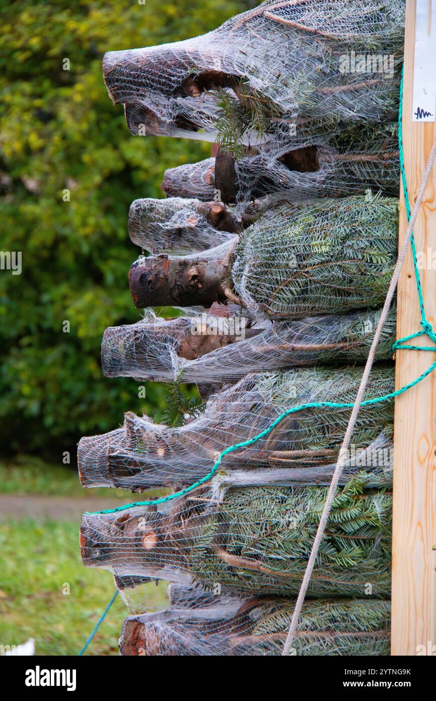Christmas trees wrapped for delivery and sale in Dutch city suburb ...