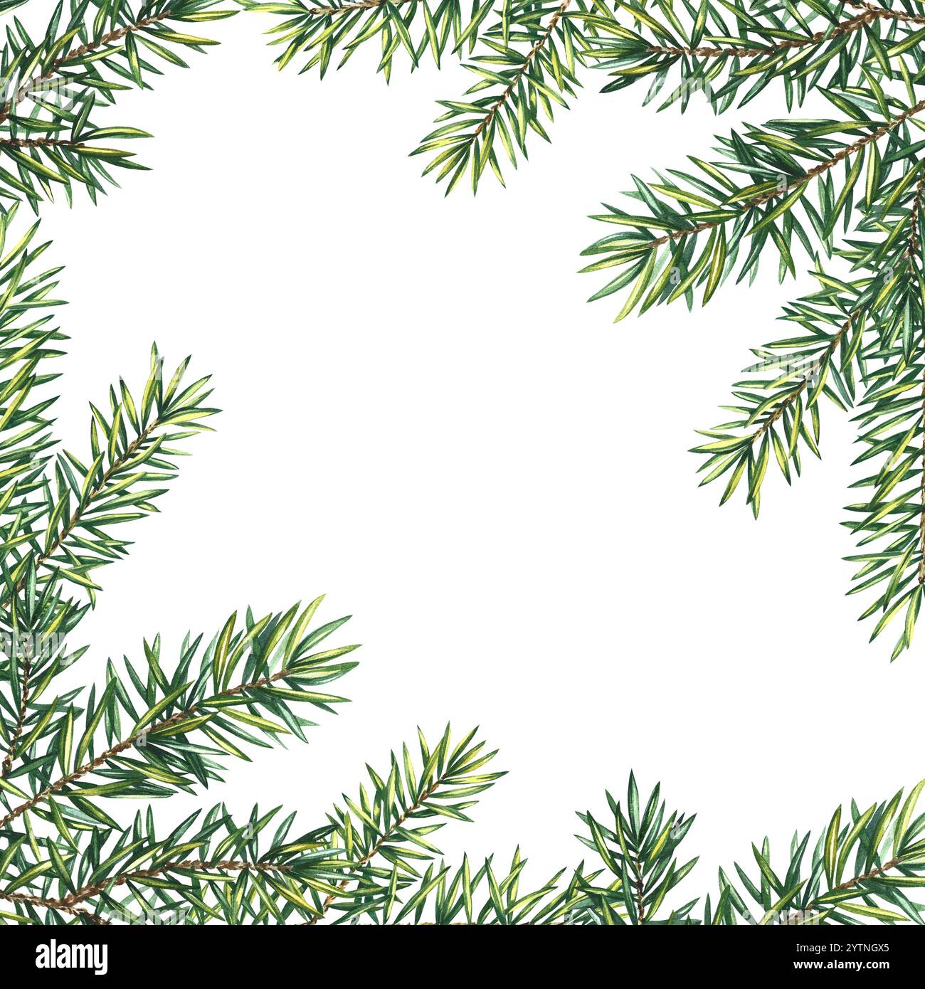 A frame made of Christmas tree branches. A hand-drawn watercolor ...