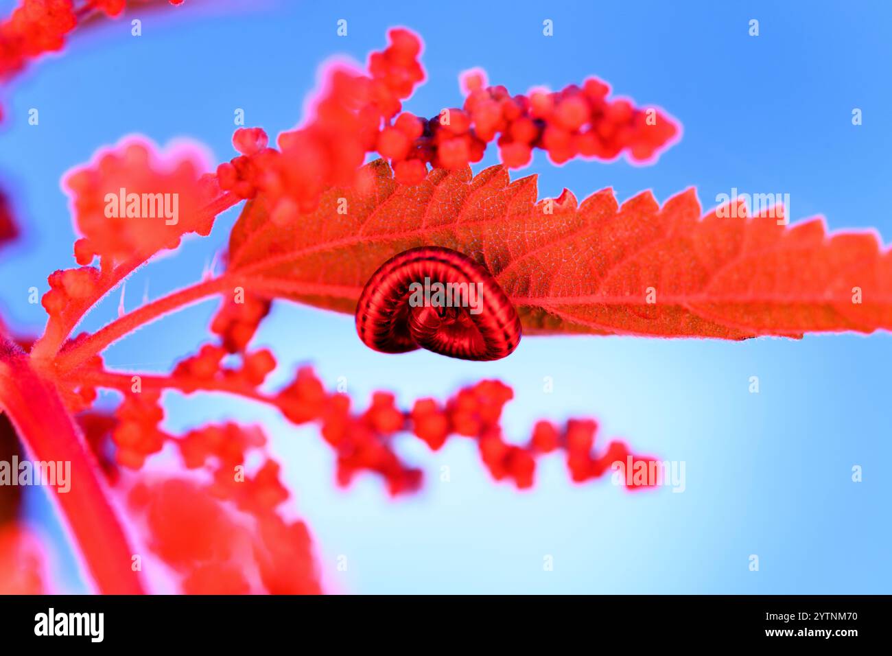 Curled worm hi-res stock photography and images - Alamy