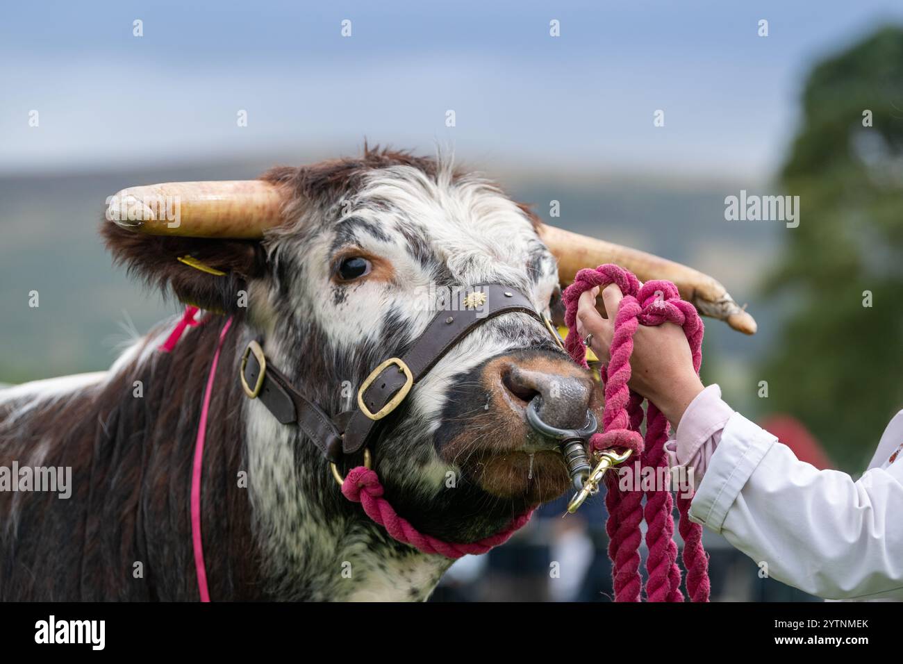 Show farm hi-res stock photography and images - Alamy
