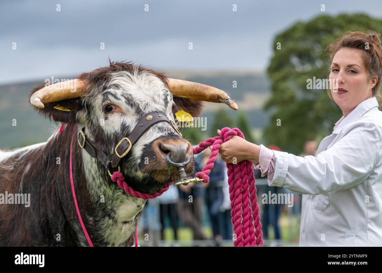 Show farm animals hi-res stock photography and images - Alamy