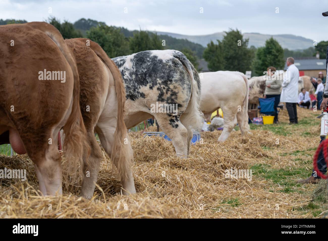 National cattle show hi-res stock photography and images - Alamy