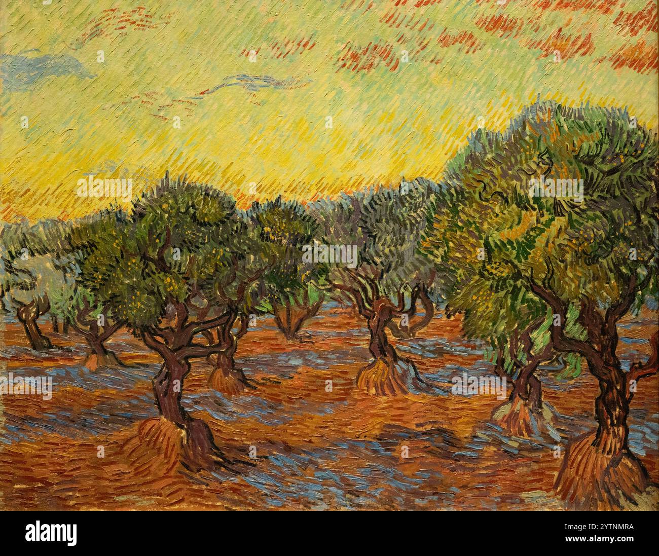 Van Gogh Olive Grove Saint Remy 1889, oil on canvas. Vincent Van Gogh ...