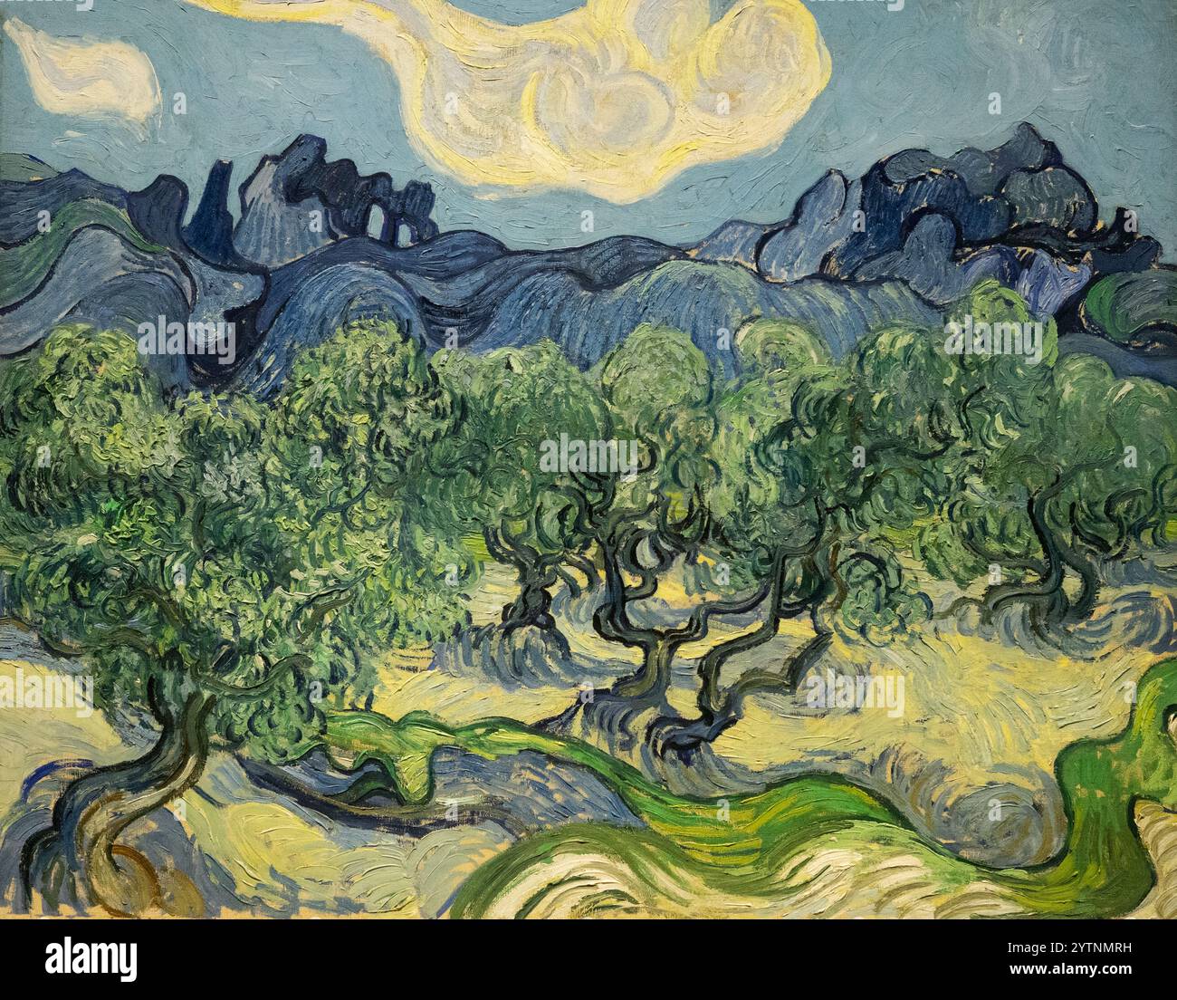 Van Gogh The Olive Trees,1889, oil on canvas. Vincent Van Gogh painting ...
