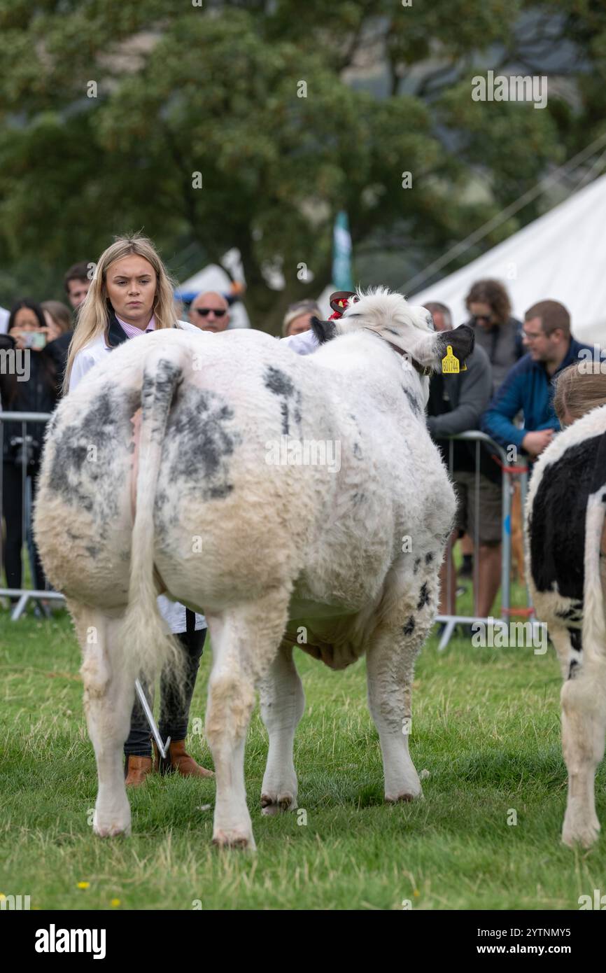Showing beef cattle at the Hope Show in Derbyshire, 2024 Stock Photo ...