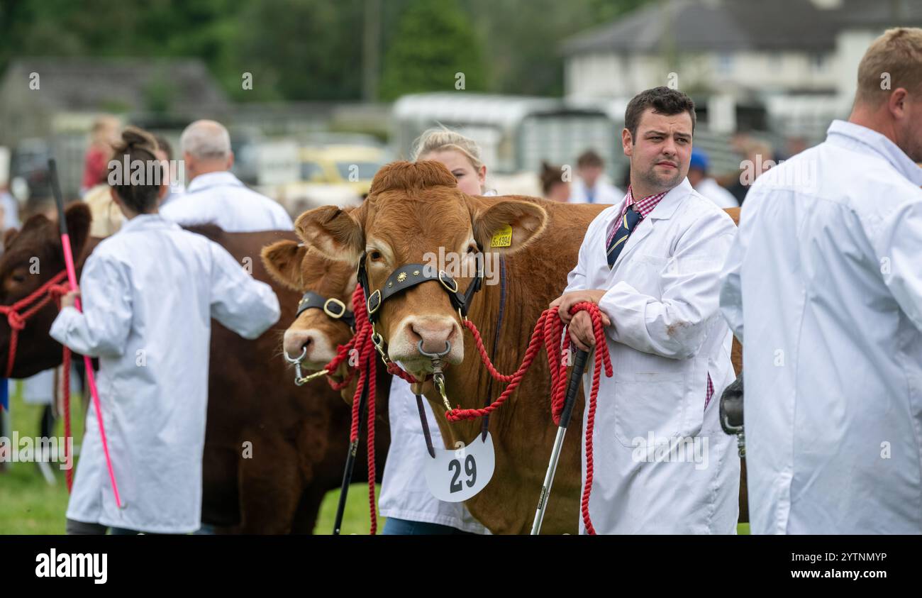 Showing beef cattle at the Hope Show in Derbyshire, 2024 Stock Photo ...