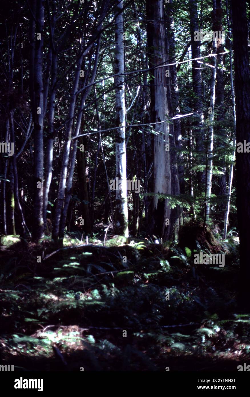 Olymplc National Park, WA. U.S.A. Hoh Rain Forest. 1980. Almost 130 ...