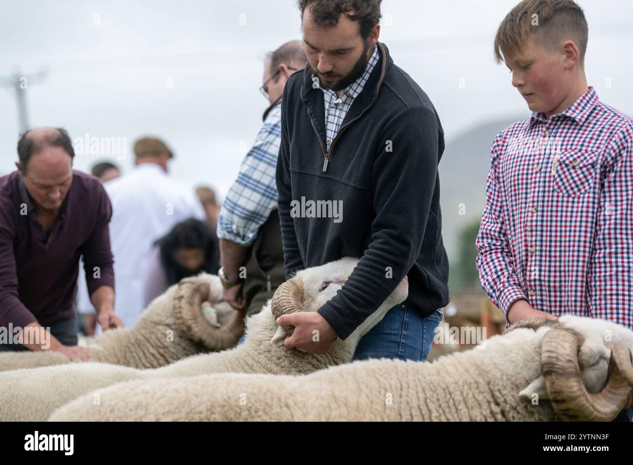 Showing White Faced Woodland sheep at Hope Show in the Peak District ...