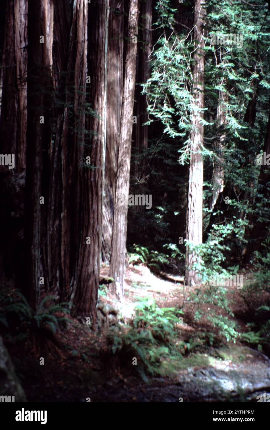 Olympic peninsula wausa hi-res stock photography and images - Alamy