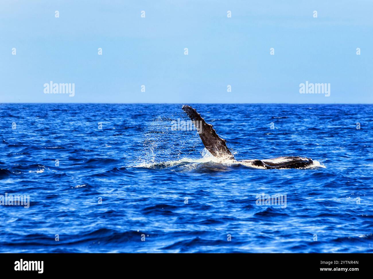 Fin and head of humback whale on a surface of Pacific ocean in ...