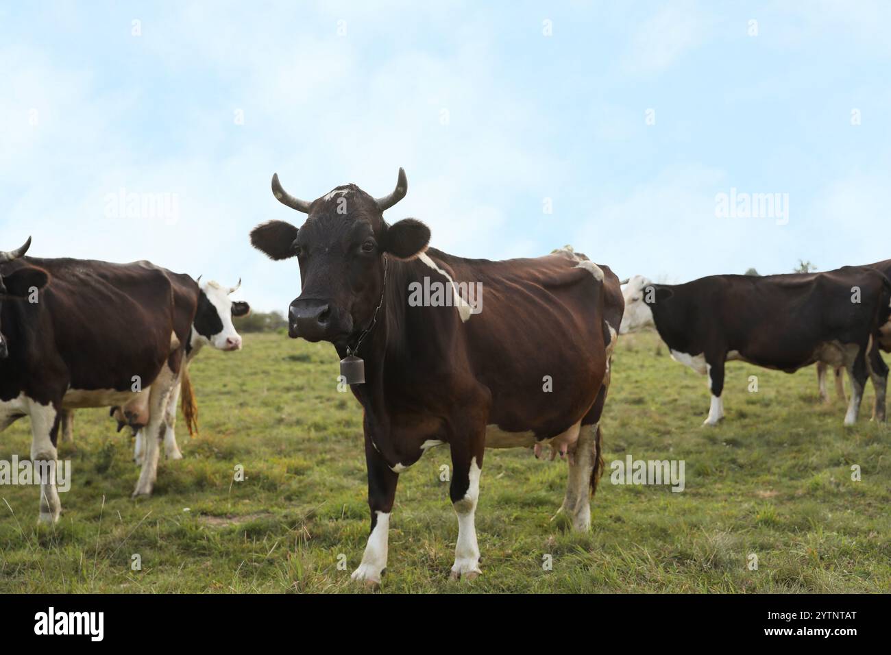 Cows beautiful nature hi-res stock photography and images - Alamy