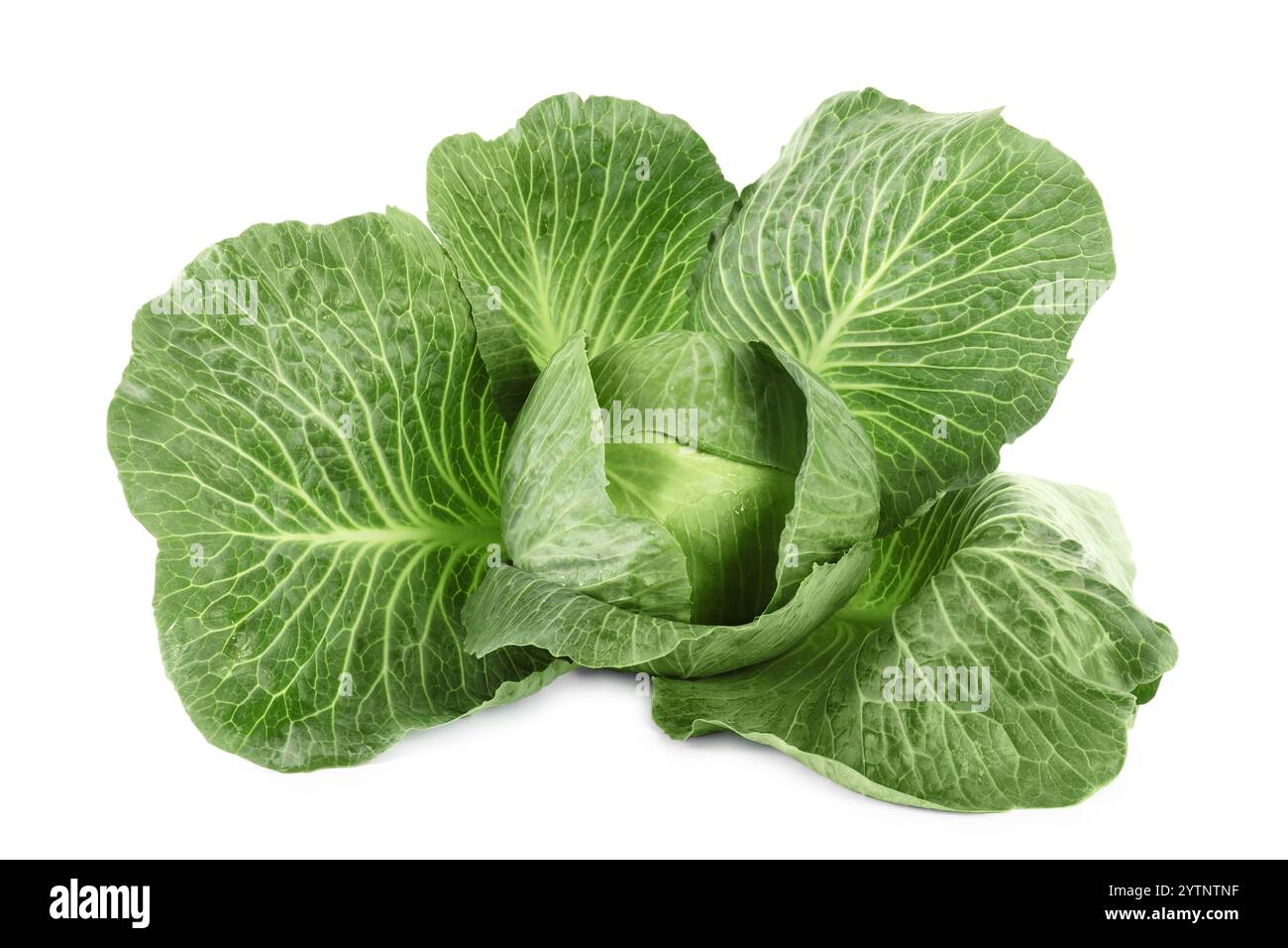 Head early cabbage on Cut Out Stock Images & Pictures - Alamy